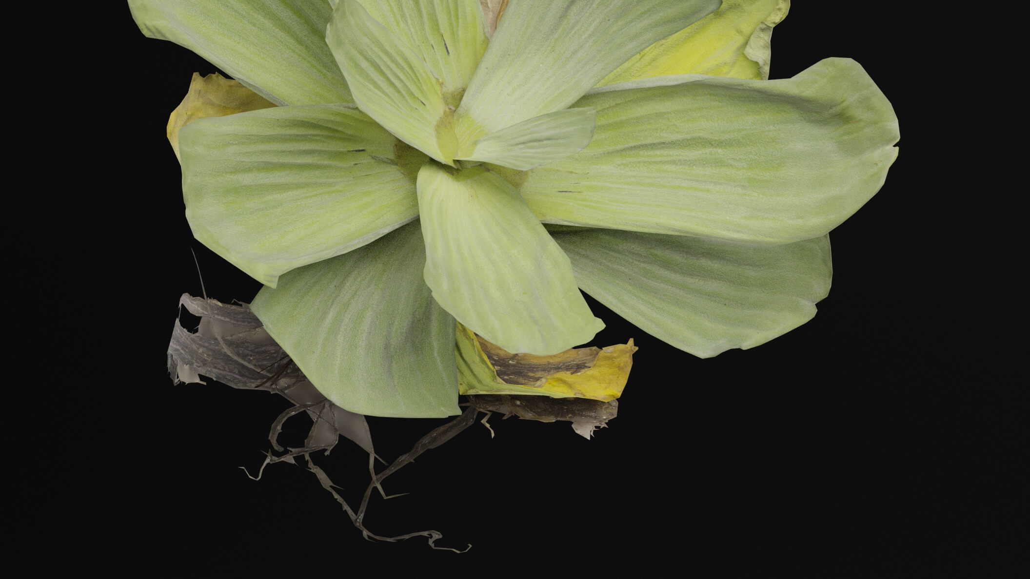 Pistia Plant - 3D Model by Green Lander