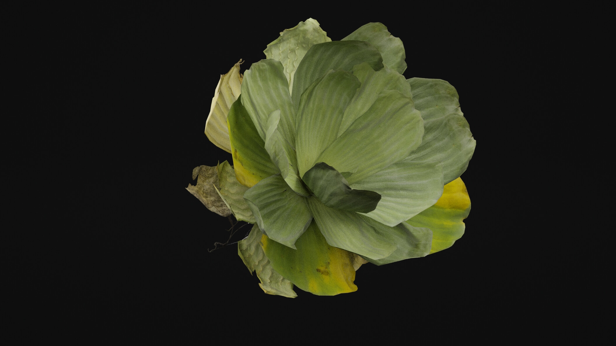 Pistia Plant - 3D Model by Green Lander