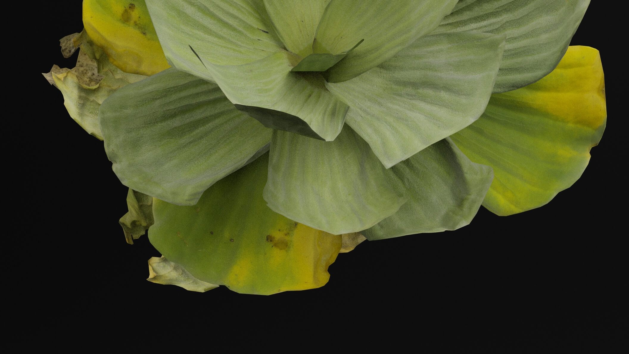 Pistia Plant - 3D Model by Green Lander