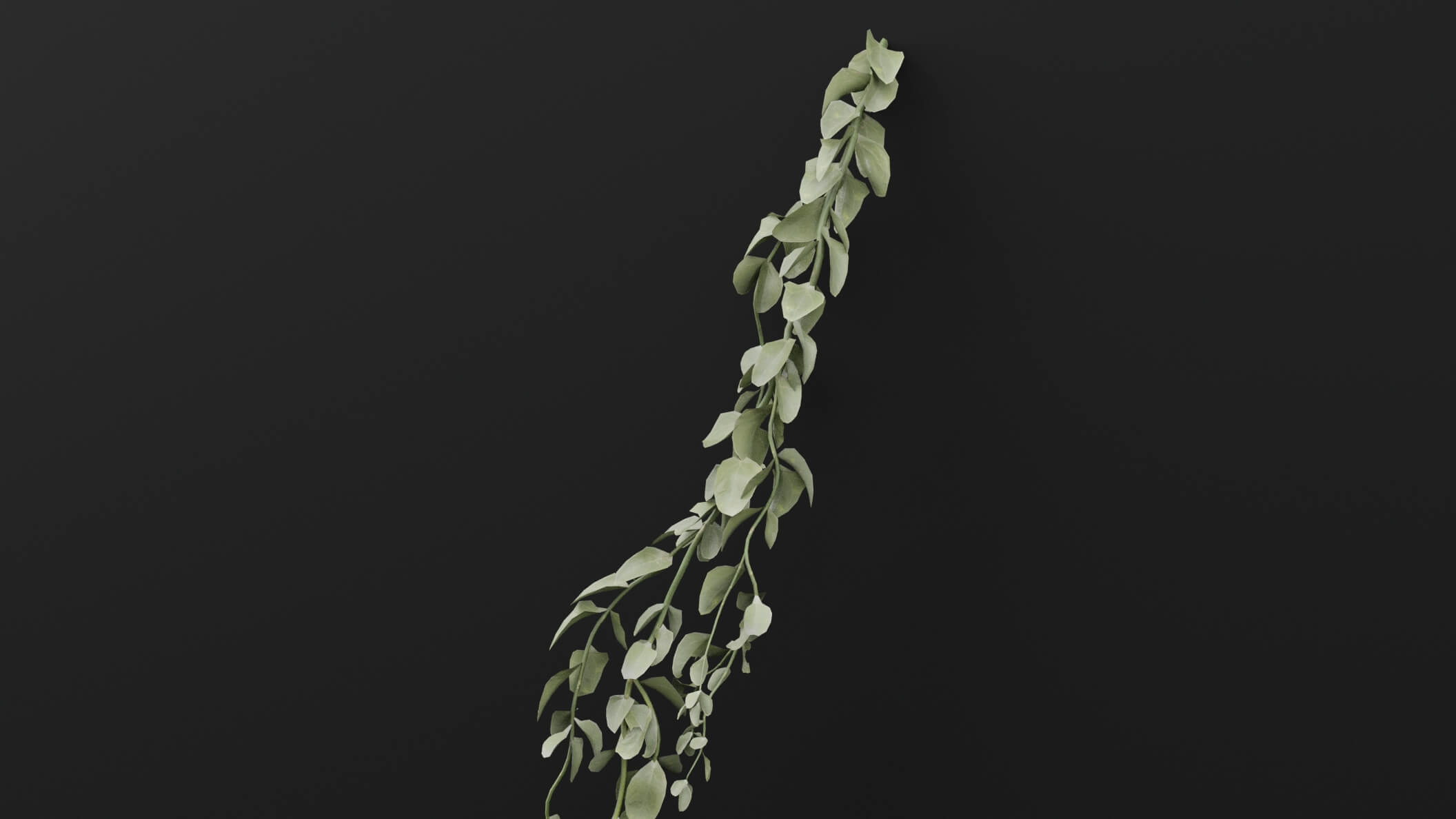 Cocculus Hirsutus Plant - 3D Model by Green Lander
