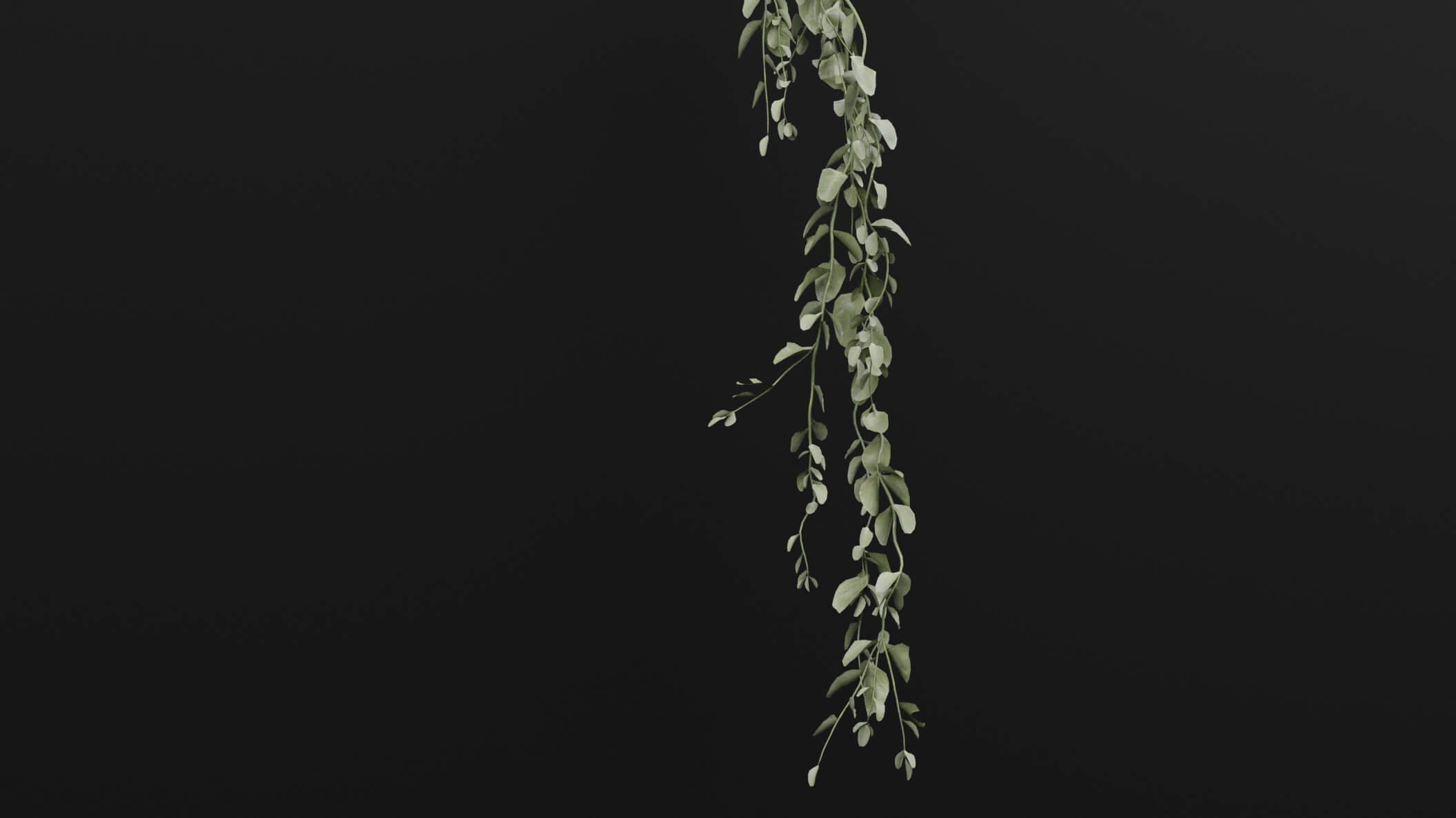 Cocculus Hirsutus Plant - 3D Model by Green Lander