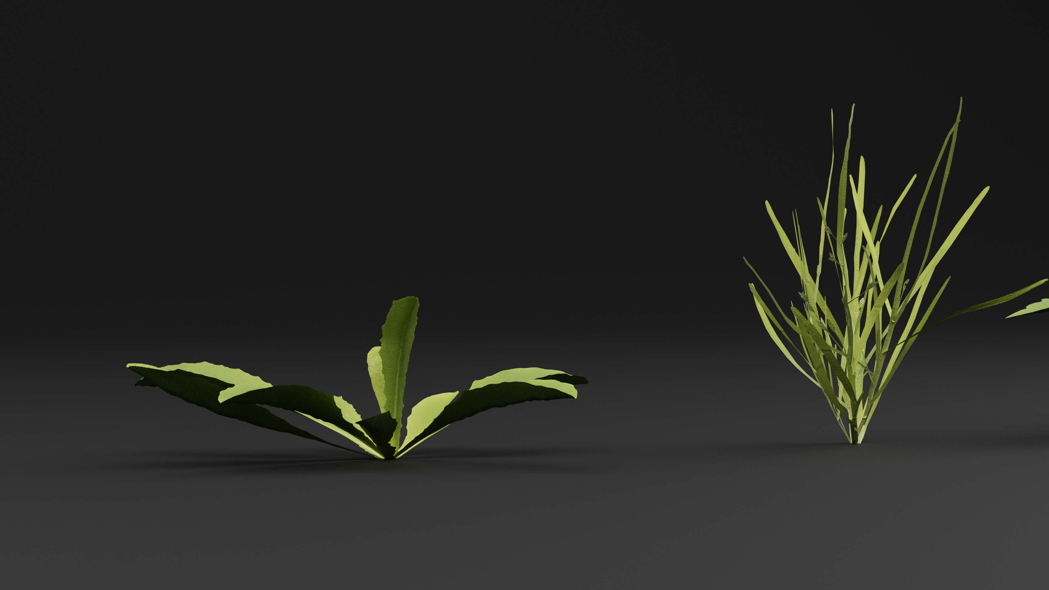 Curbside Weeds Plant - 3D Model by Green Lander
