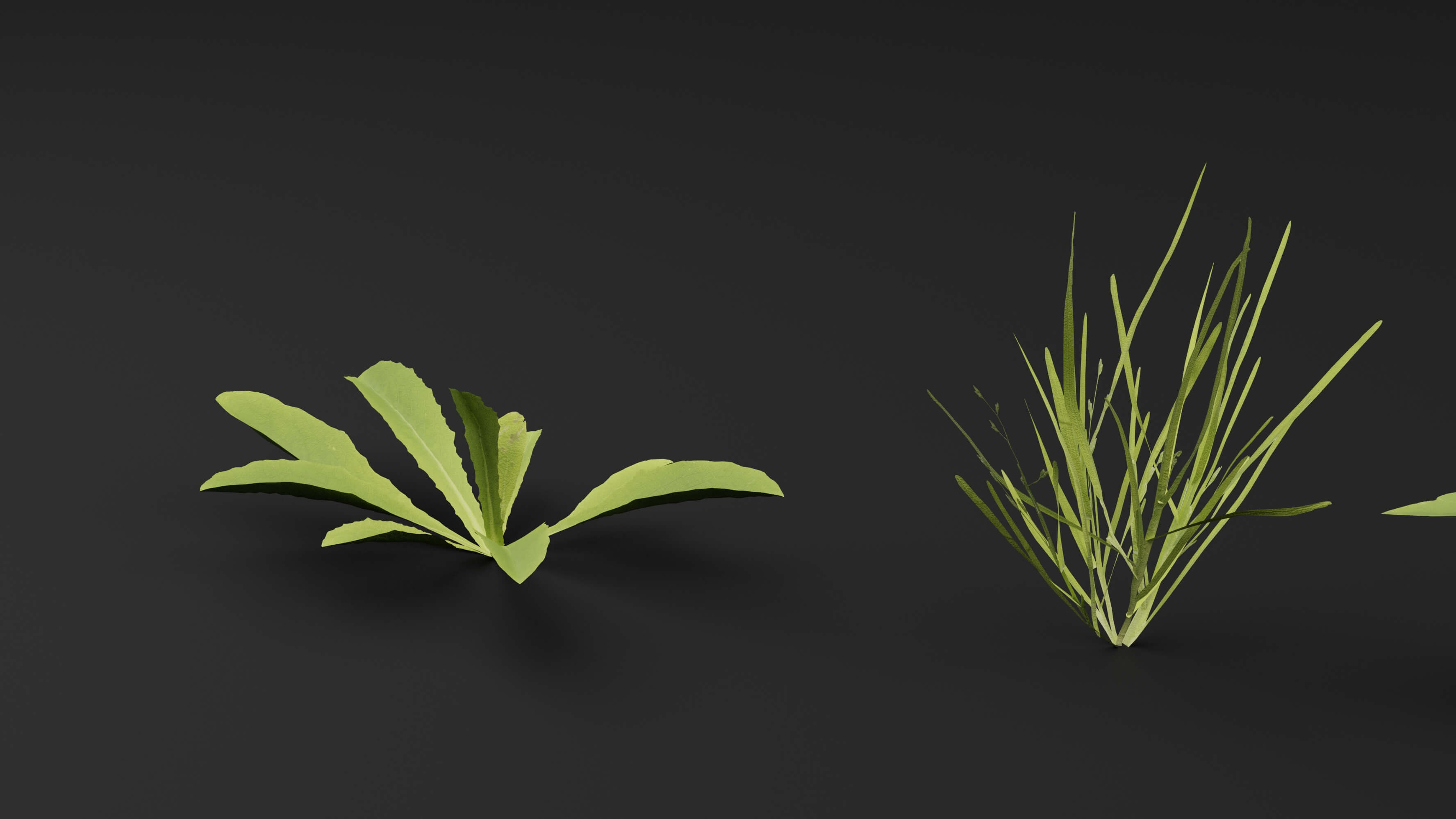 Curbside Weeds Plant - 3D Model by Green Lander