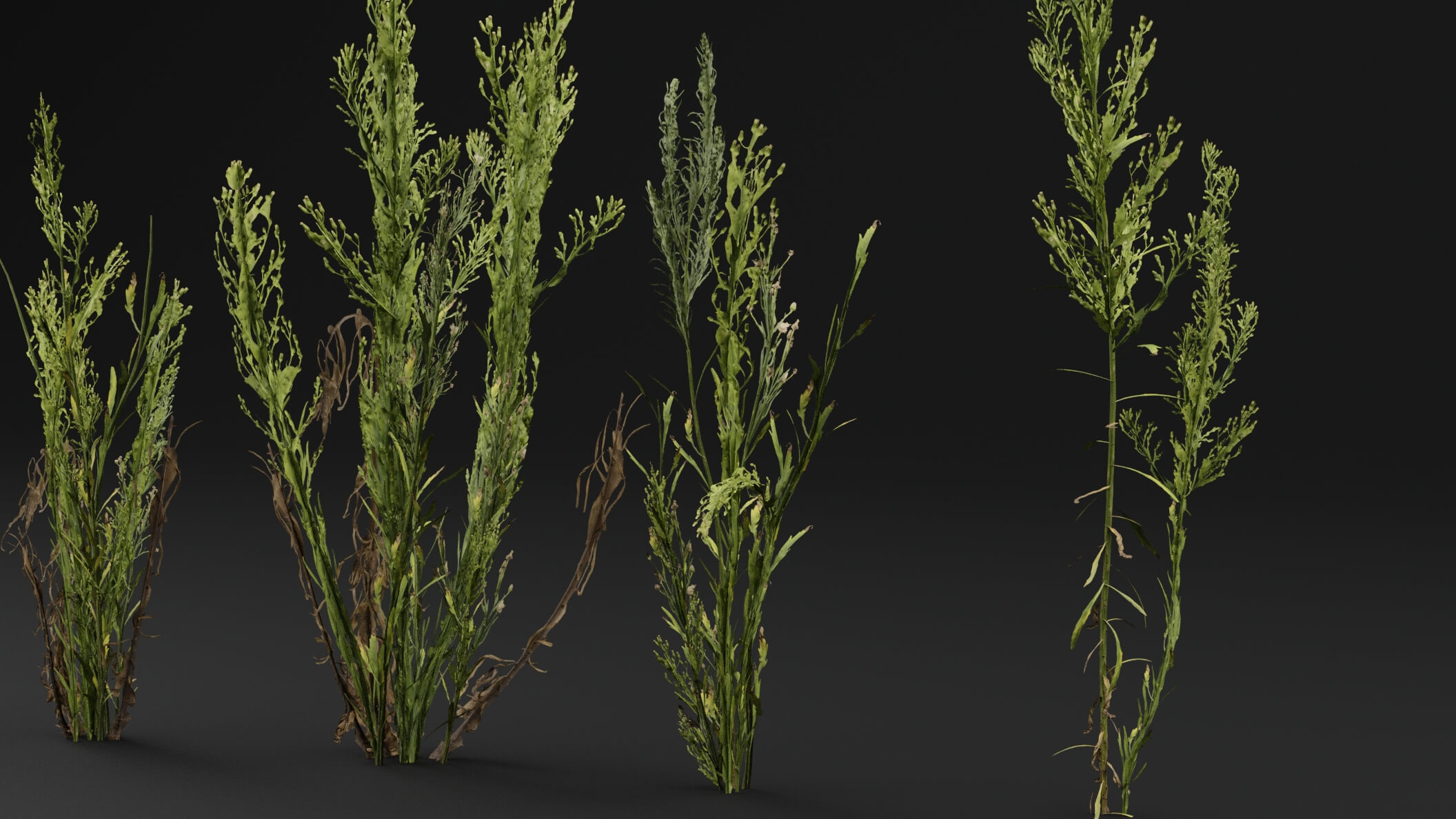 Erigeron Bonariensis Plant - 3D Model by Green Lander