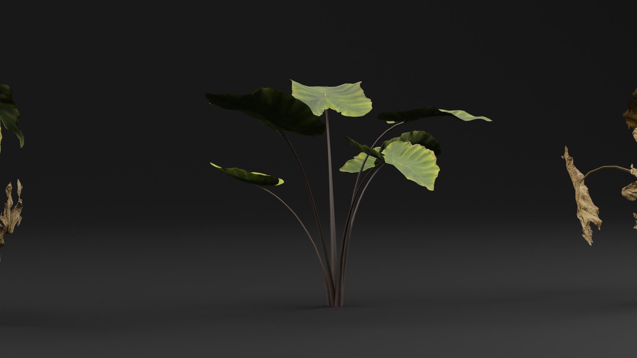 Gölevez Plant - 3D Model by Green Lander