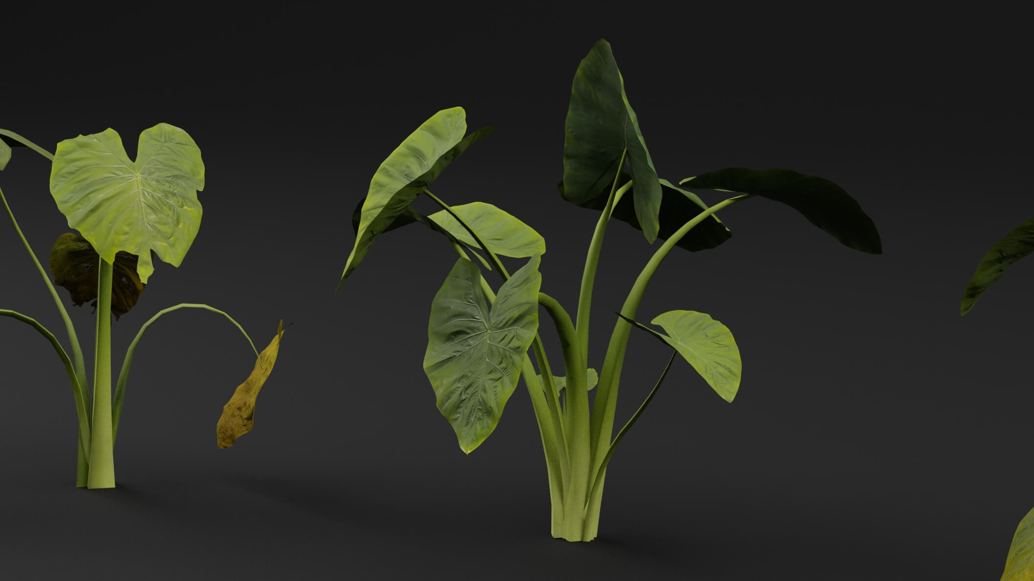 Gölevez Plant - 3D Model by Green Lander