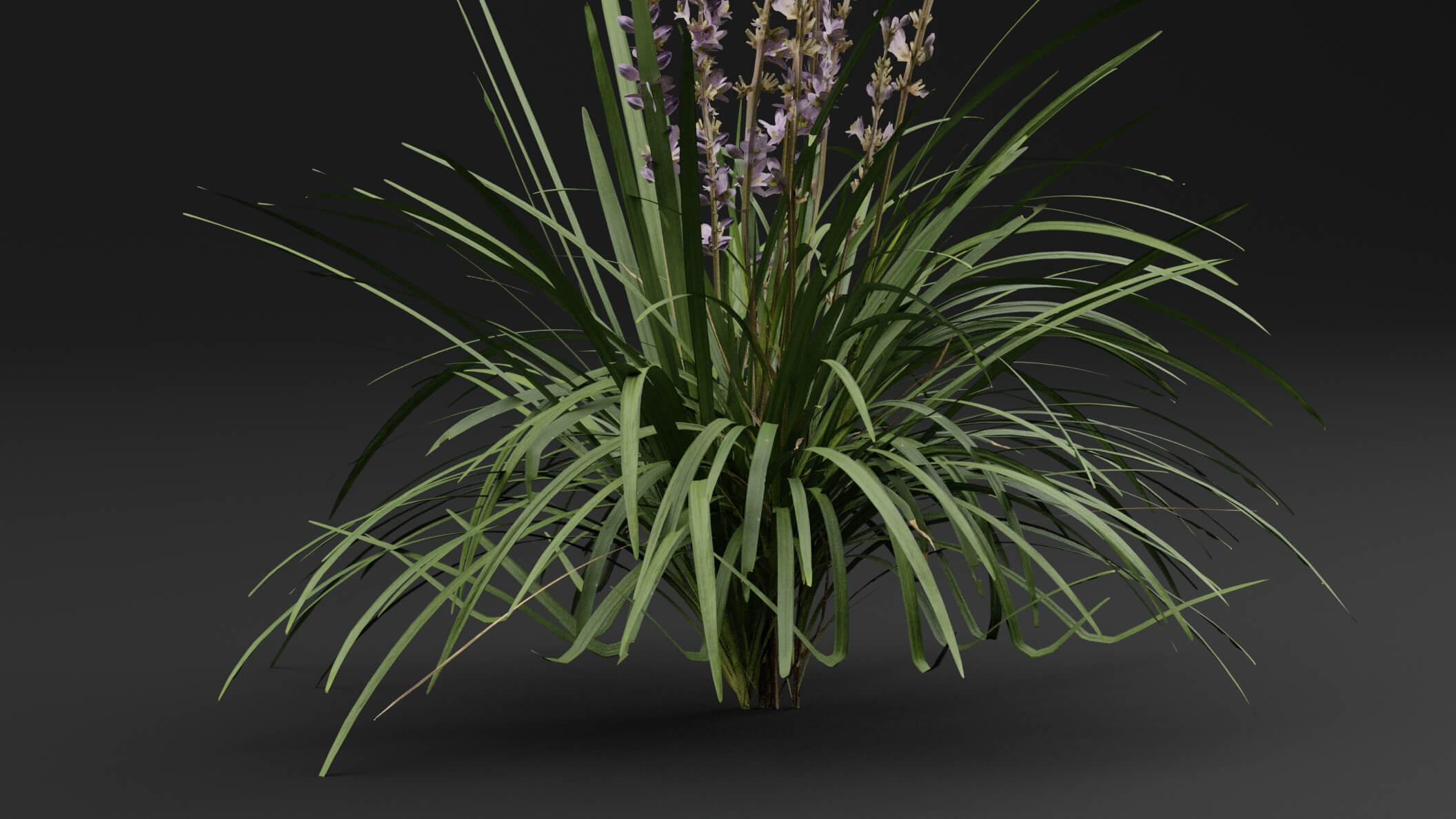 Liriope Spicata Plant - 3D Model by Green Lander