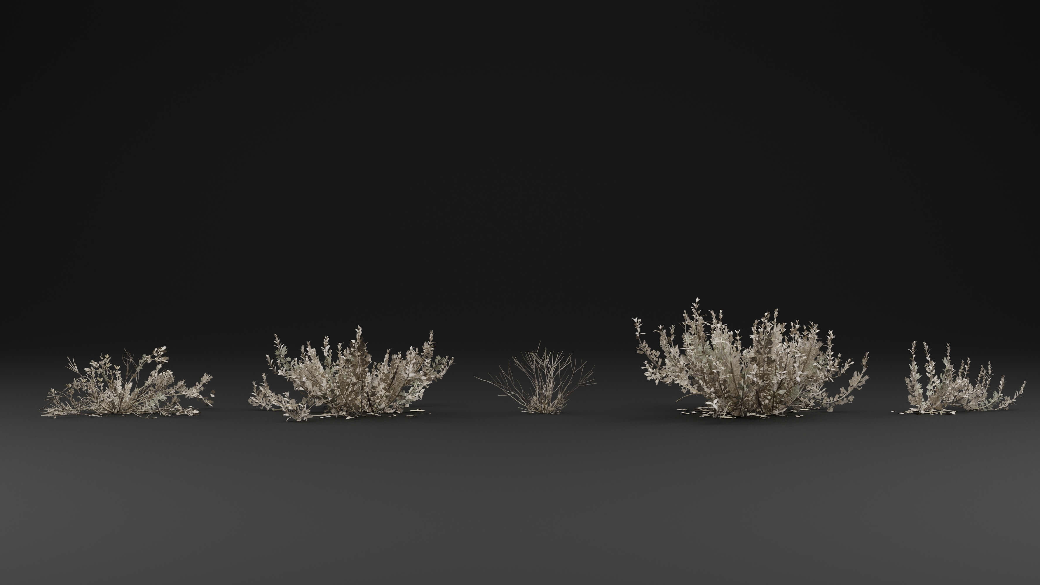 Atriplex Amnicola Plant - 3D Model by Green Lander