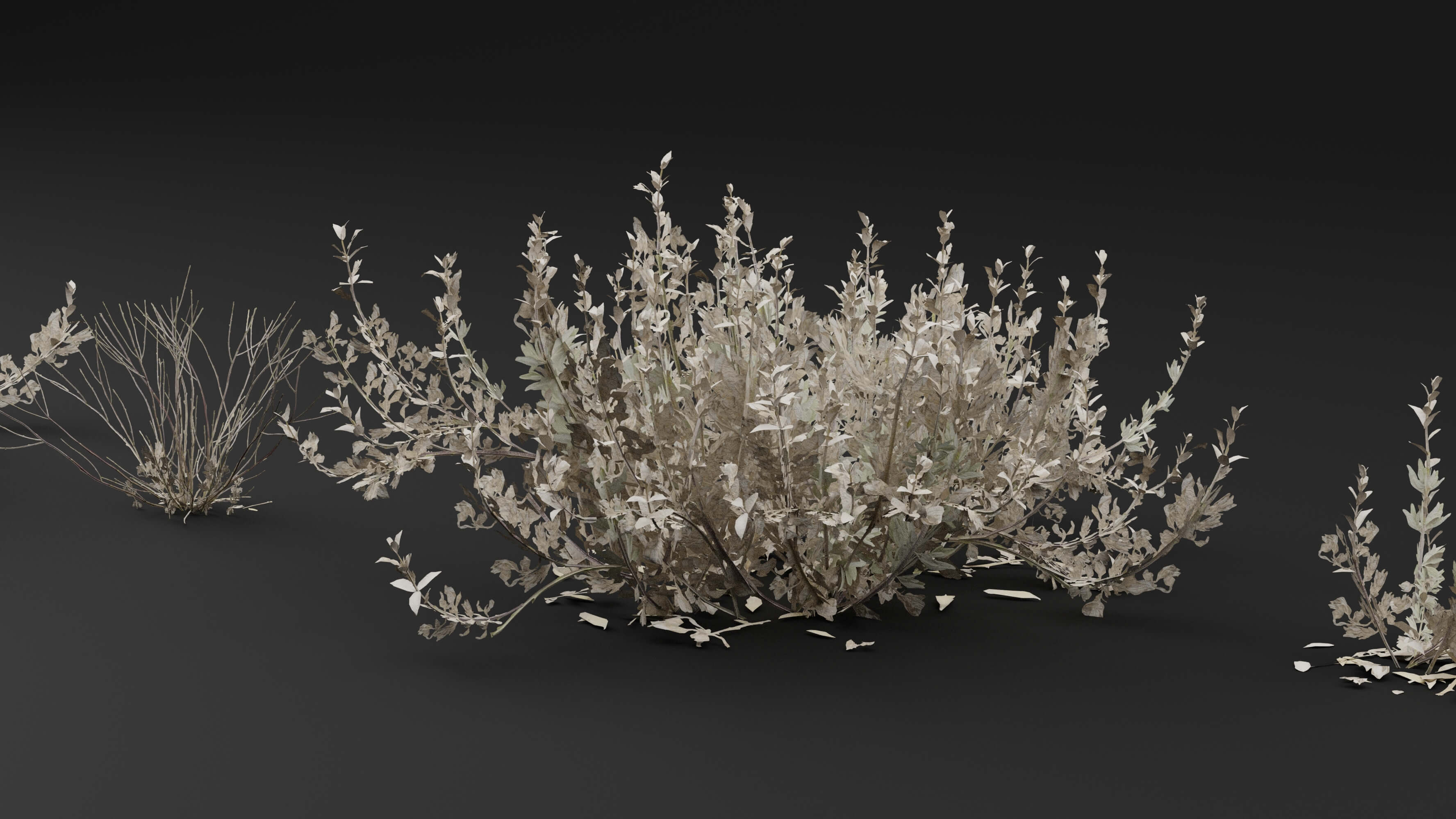 Atriplex Amnicola Plant - 3D Model by Green Lander