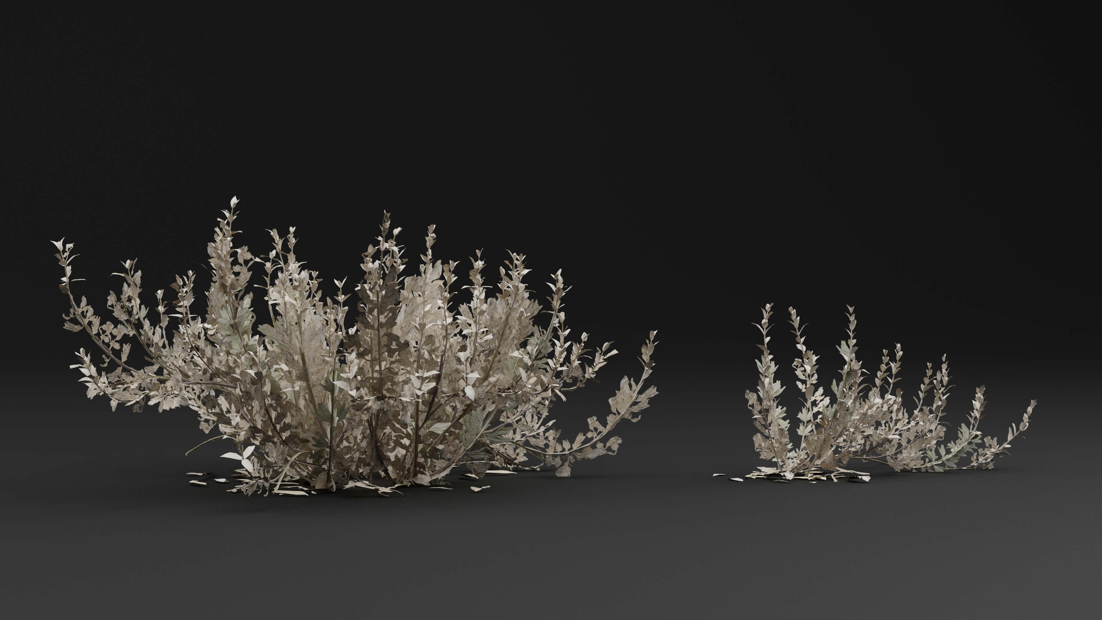 Atriplex Amnicola Plant - 3D Model by Green Lander