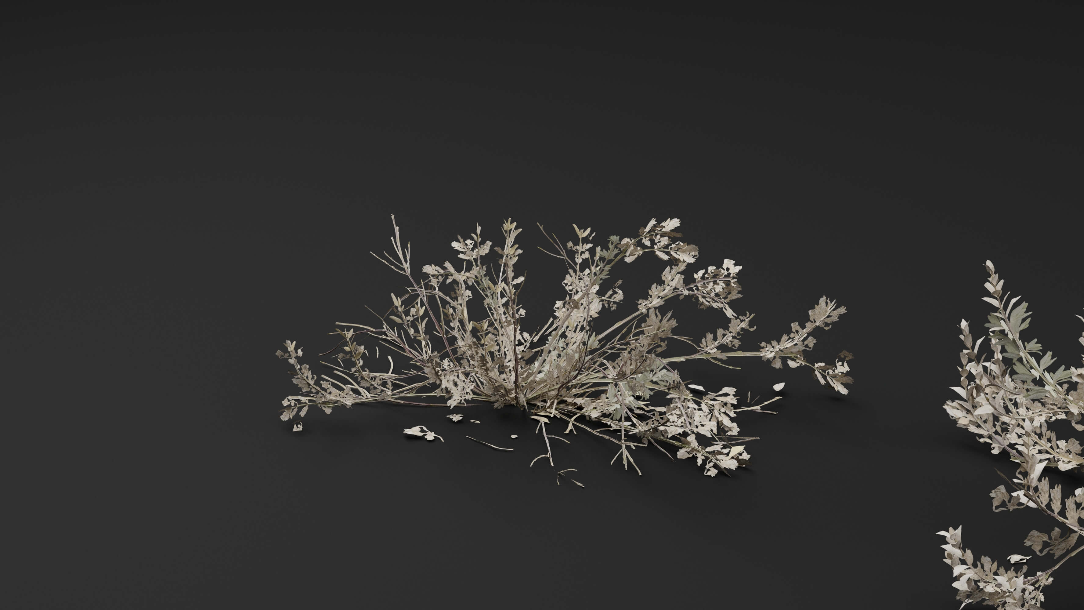 Atriplex Amnicola Plant - 3D Model by Green Lander