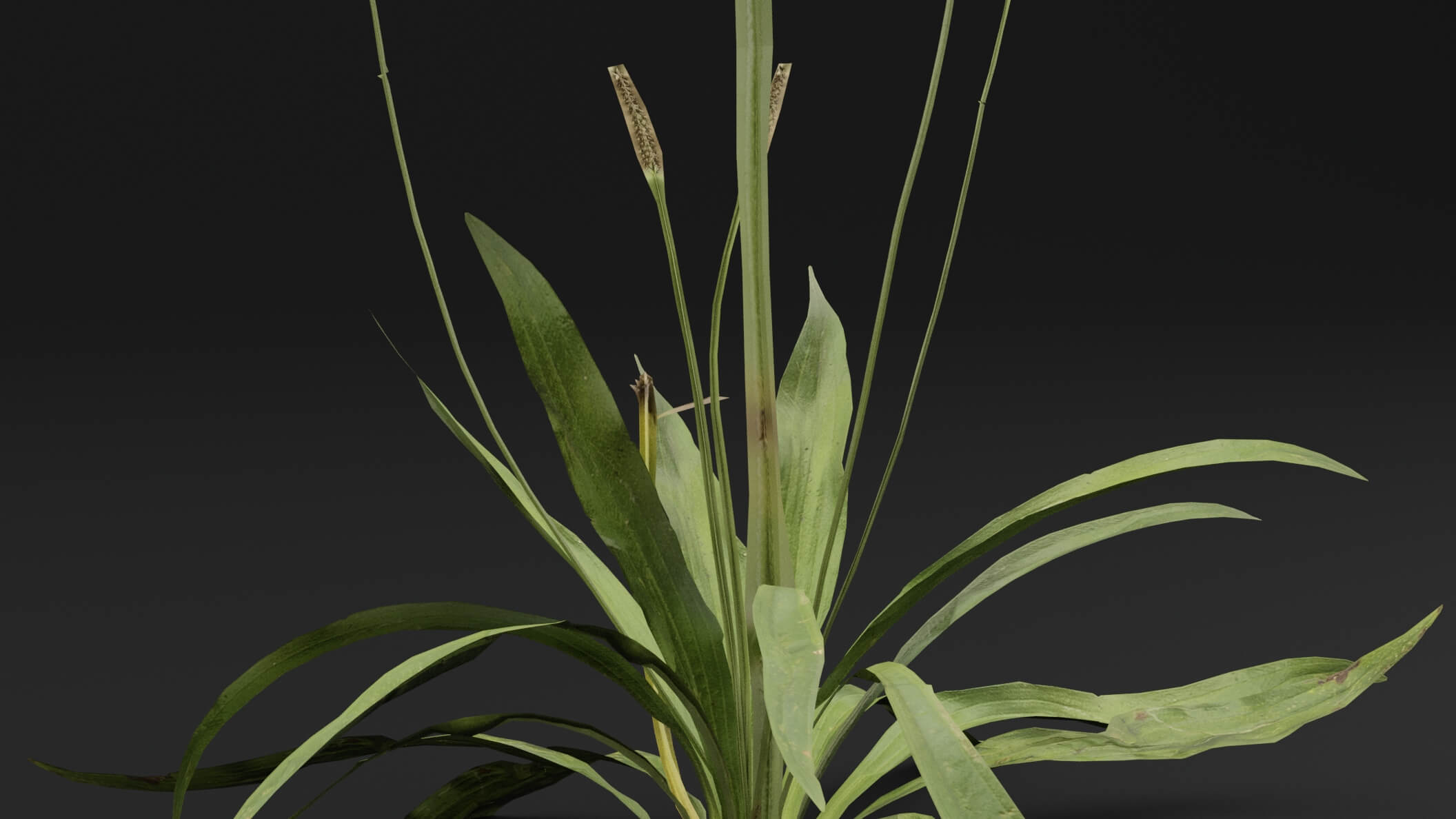 Plantago Lanceolata Plant - 3D Model by Green Lander