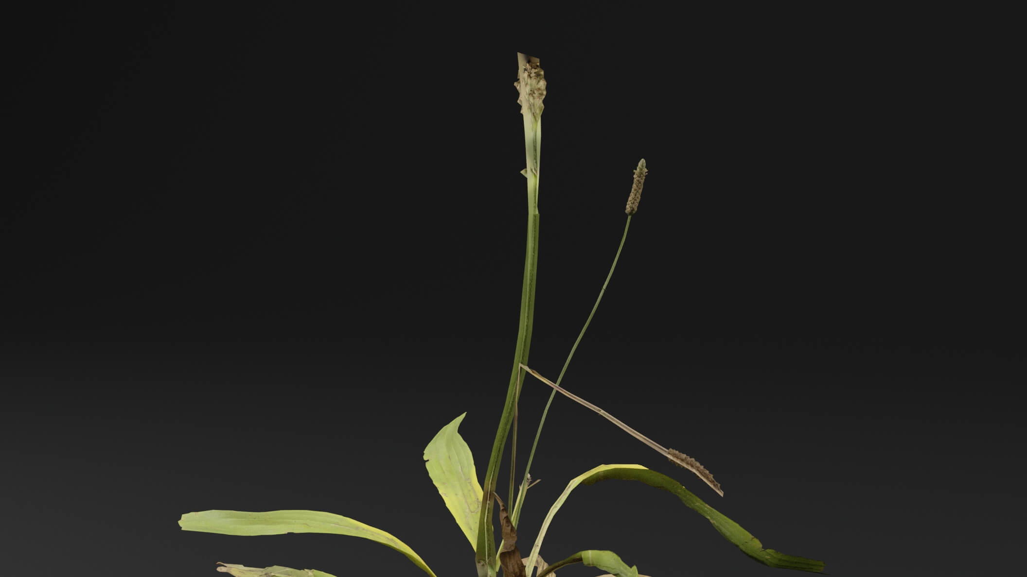 Plantago Lanceolata Plant - 3D Model by Green Lander