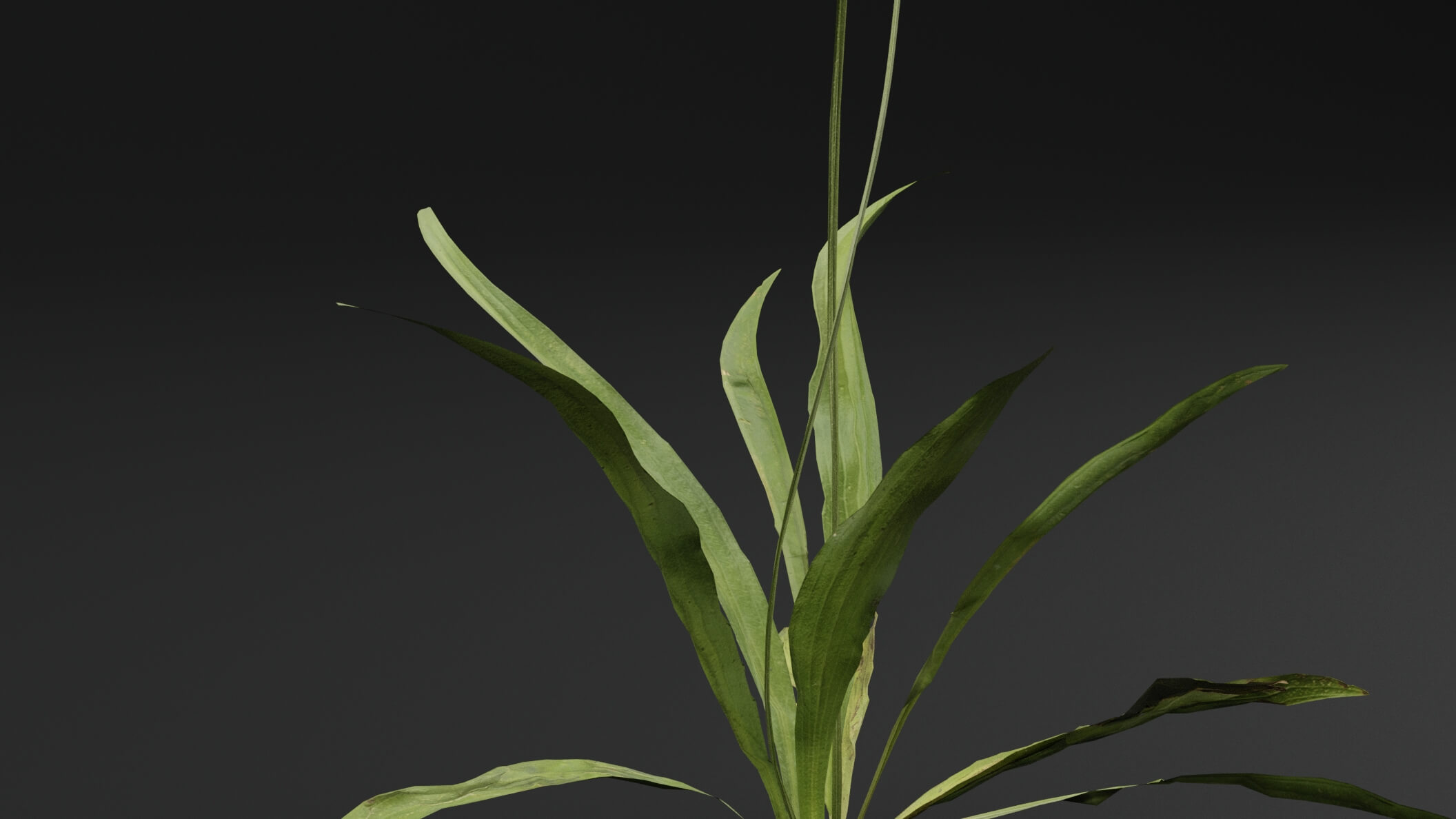 Plantago Lanceolata Plant - 3D Model by Green Lander