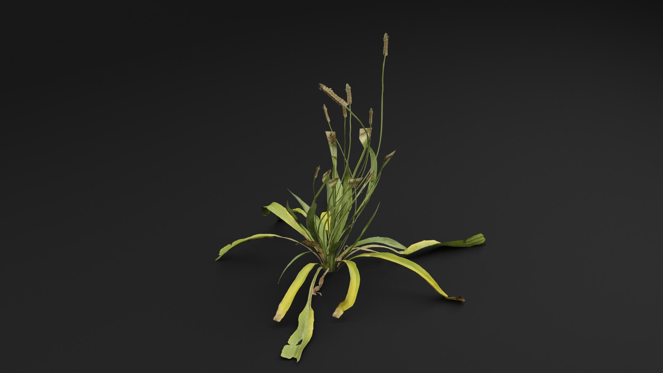 Plantago Lanceolata Plant - 3D Model by Green Lander