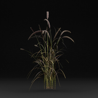 Purple Fountain Grass - 3D Model by Green Lander