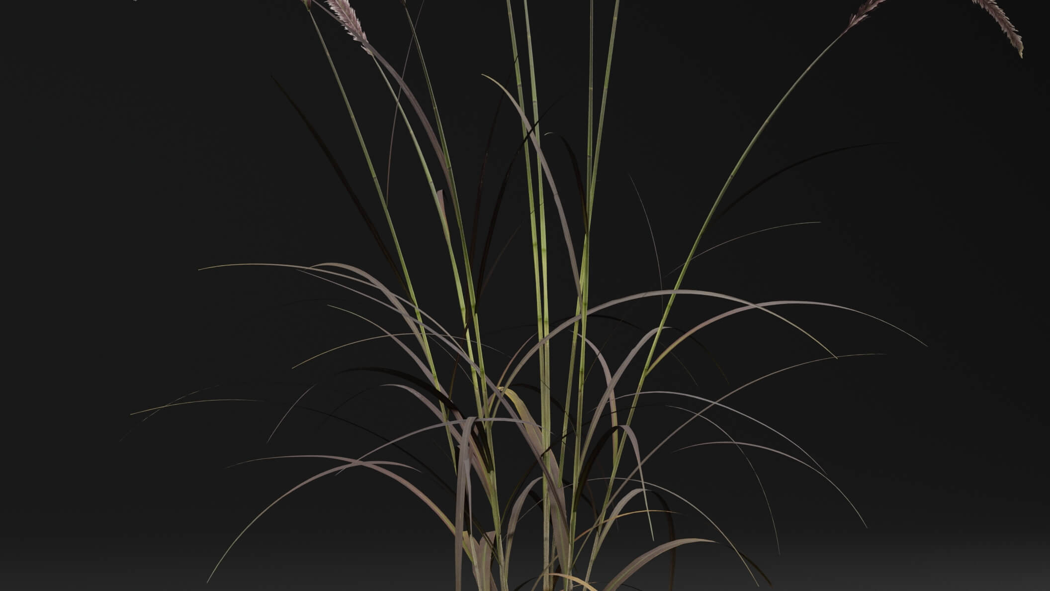 Purple Fountain Grass - 3D Model by Green Lander