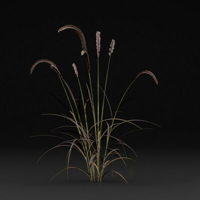 Purple Fountain Grass - 3D Model by Green Lander