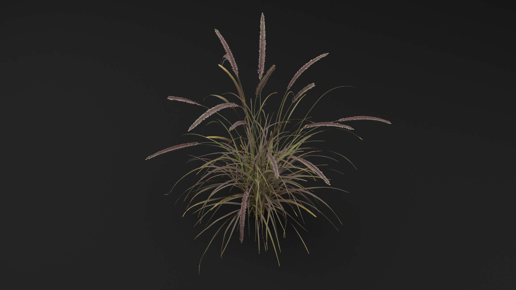 Purple Fountain Grass - 3D Model by Green Lander