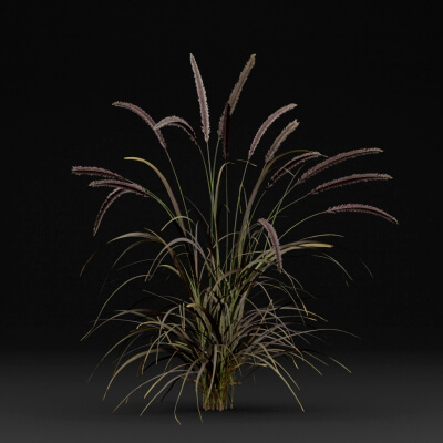Purple Fountain Grass - 3D Model by Green Lander