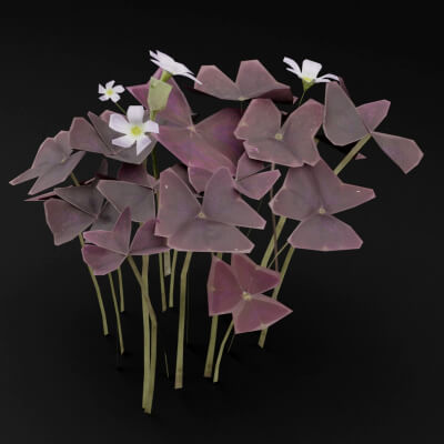 Purple Shamrock Plant - 3D Model by Green Lander