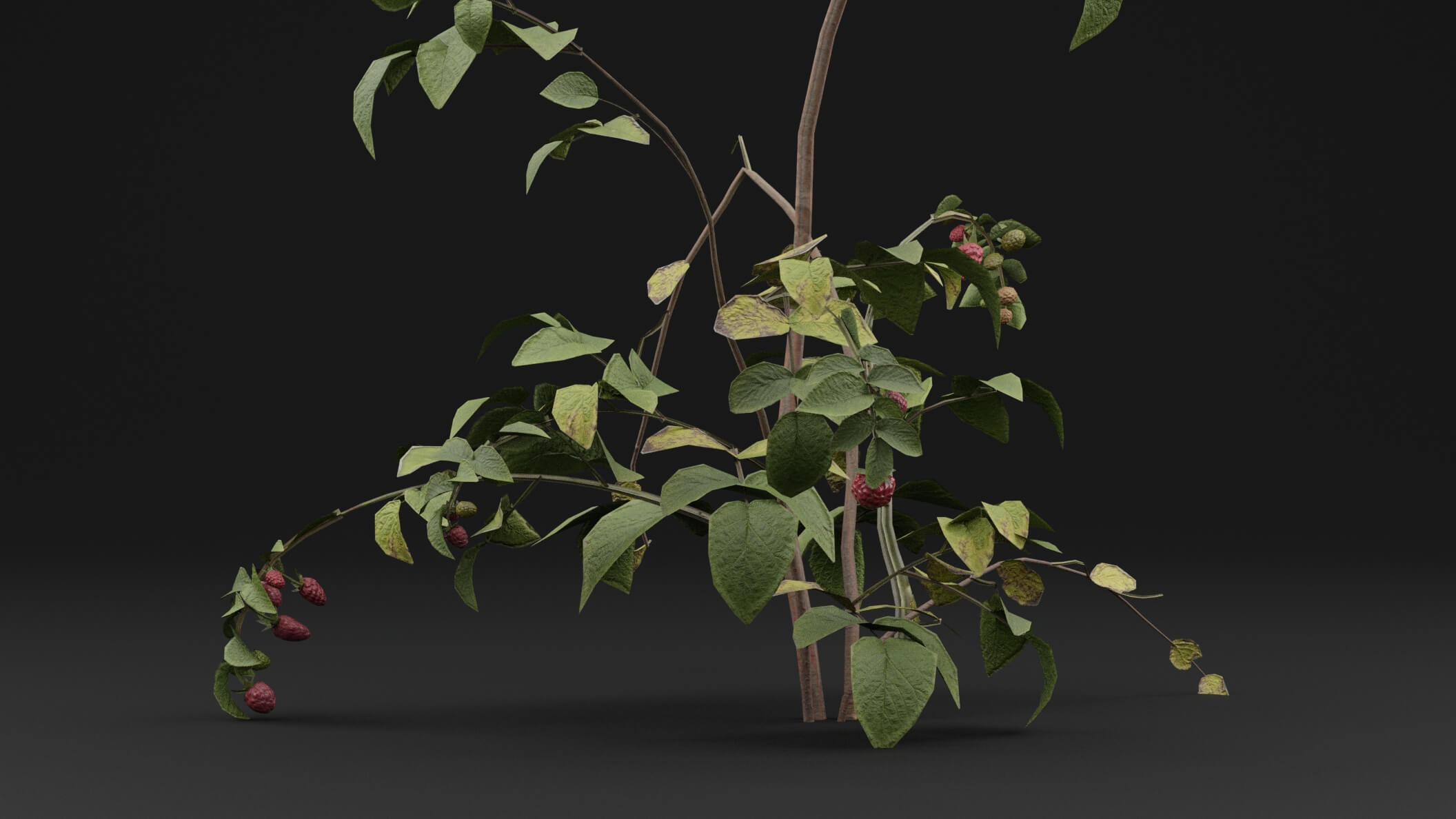 Raspberry Plant - 3D Model by Green Lander