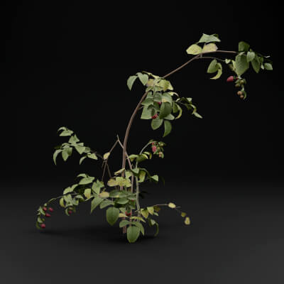 Raspberry Plant - 3D Model by Green Lander