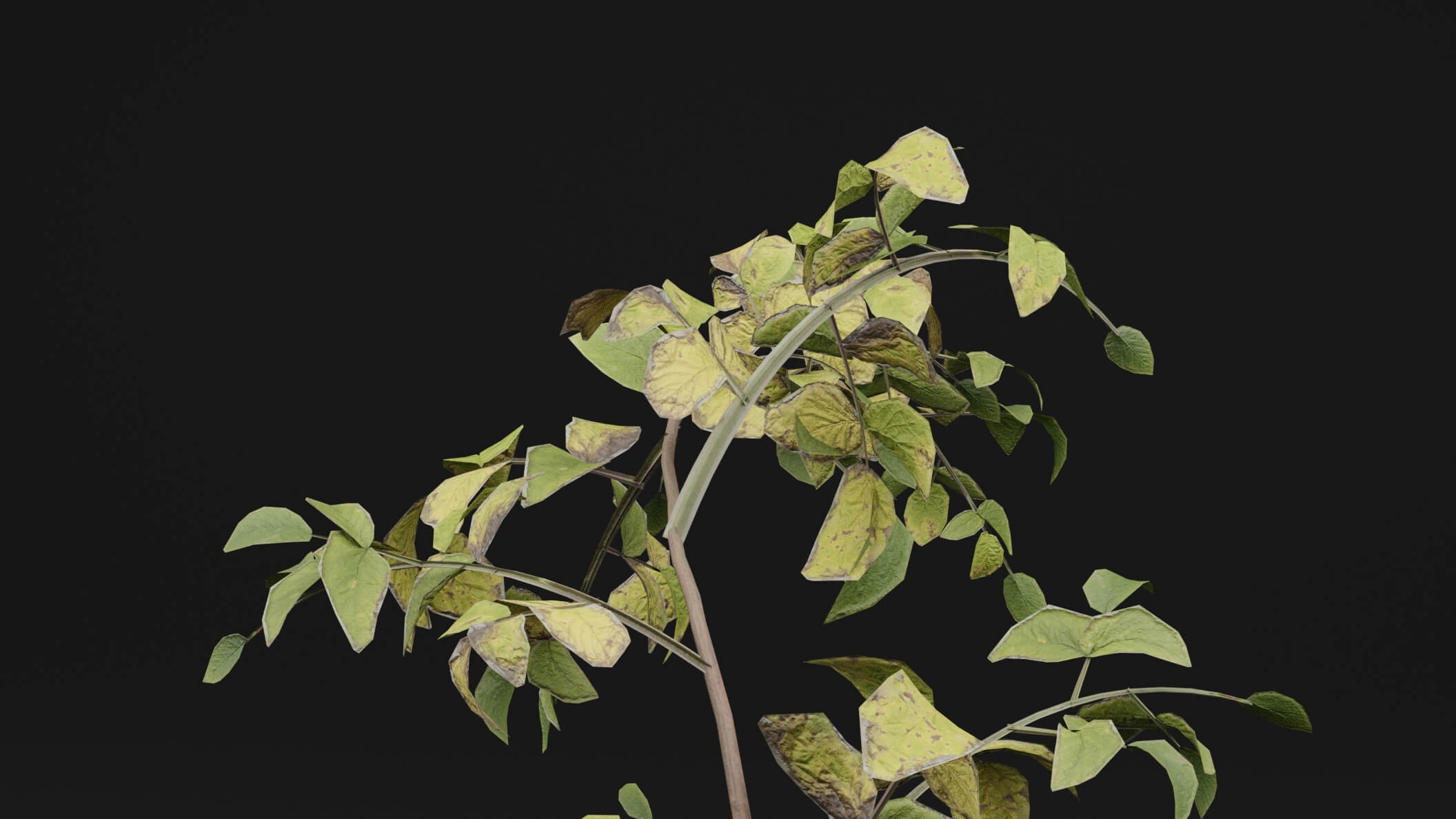 Raspberry Plant - 3D Model by Green Lander