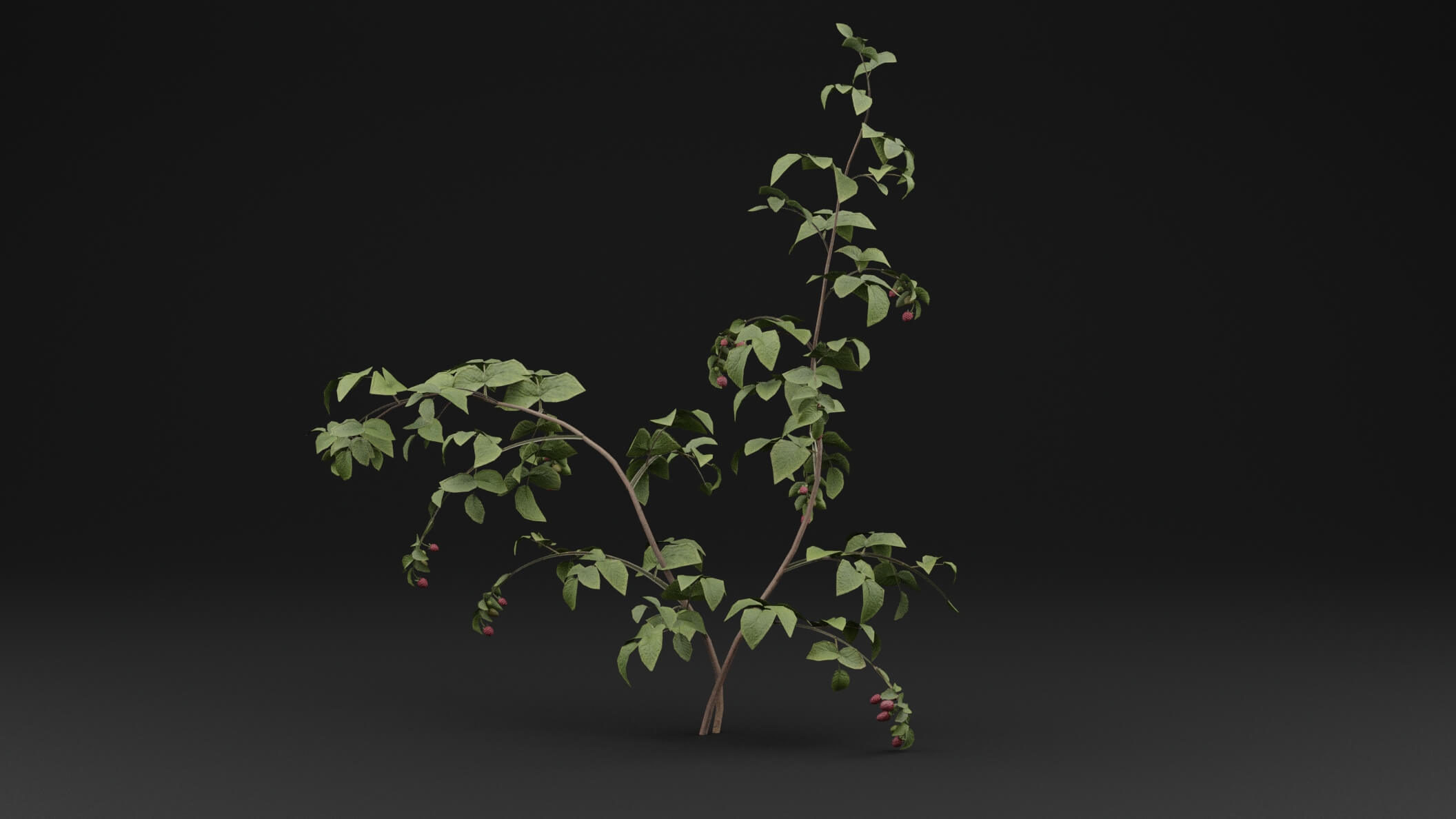 Raspberry Plant - 3D Model by Green Lander