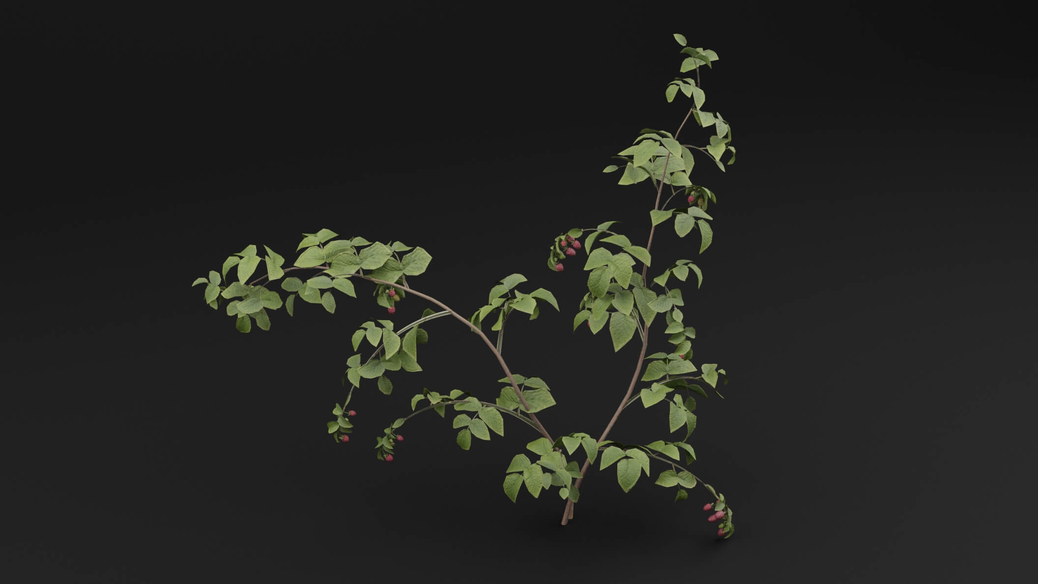 Raspberry Plant - 3D Model by Green Lander