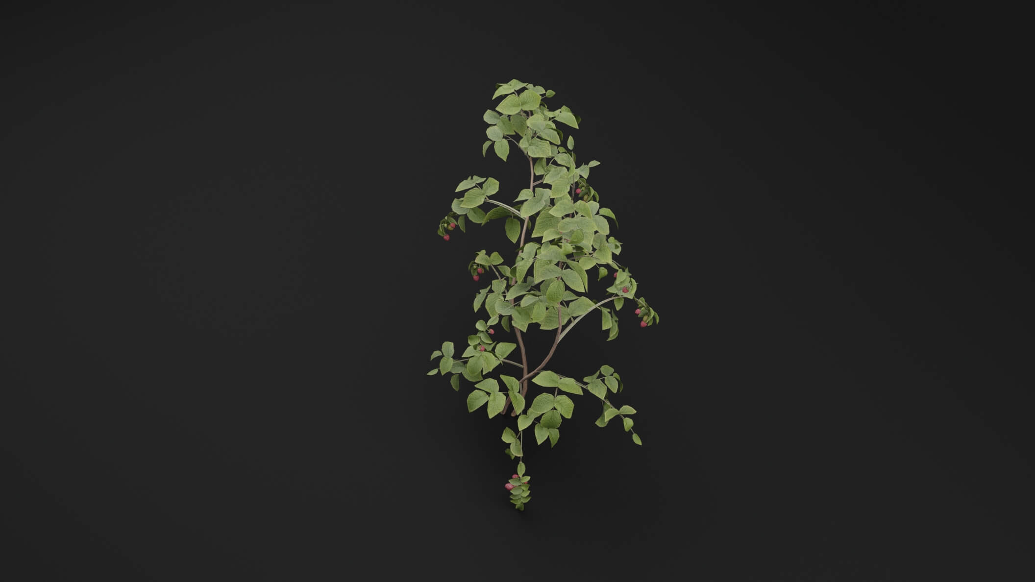 Raspberry Plant - 3D Model by Green Lander