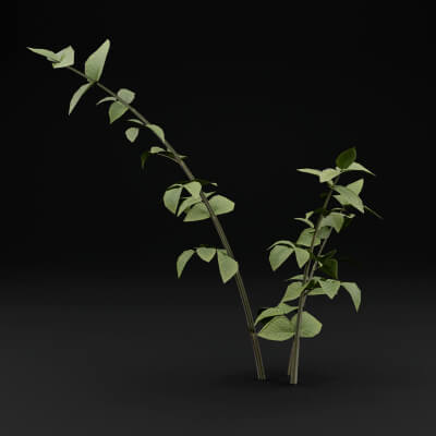 Raspberry Plant - 3D Model by Green Lander