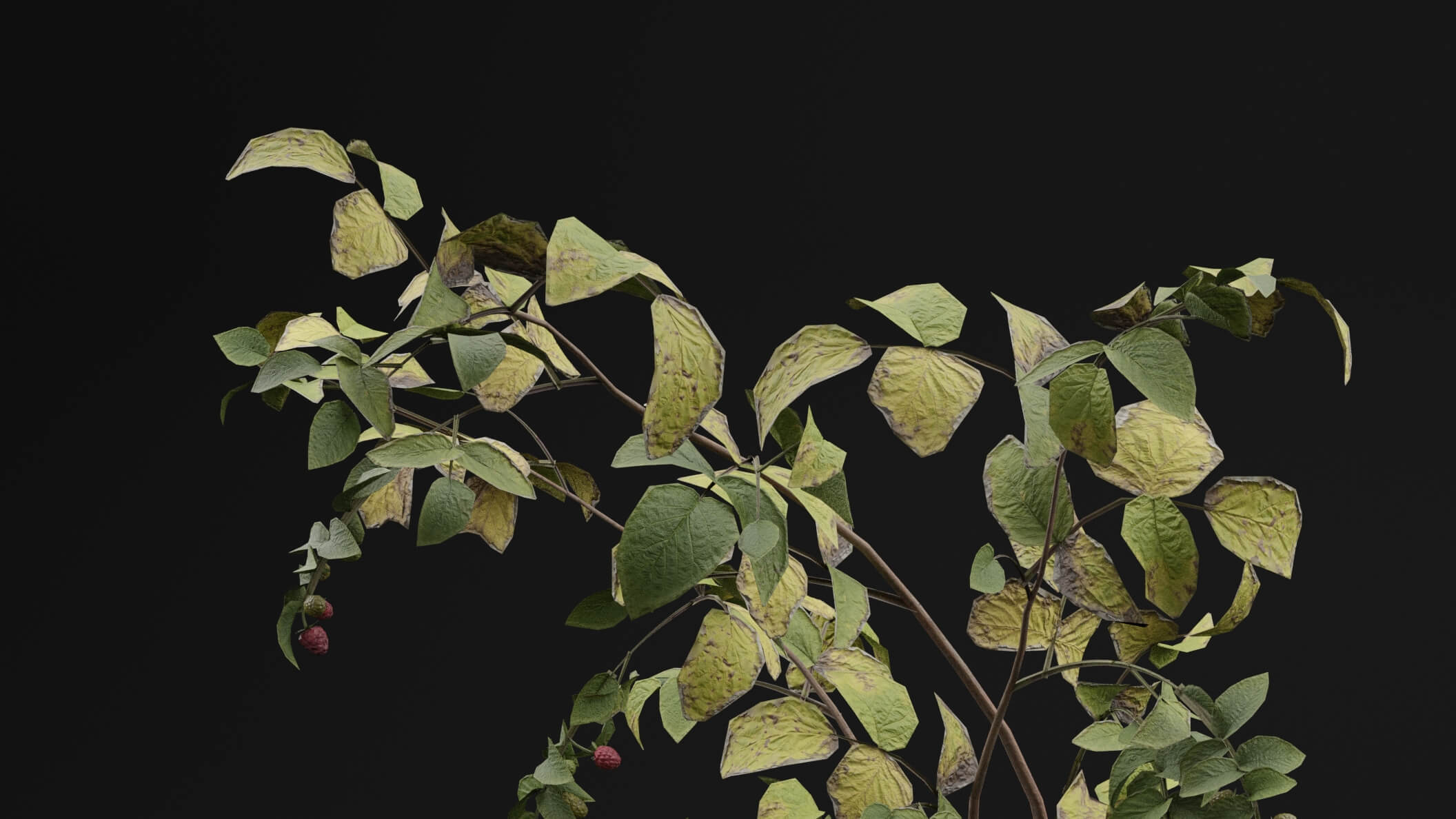 Raspberry Plant - 3D Model by Green Lander