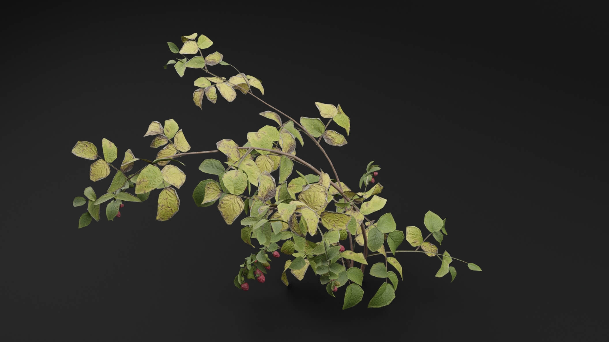 Raspberry Plant - 3D Model by Green Lander