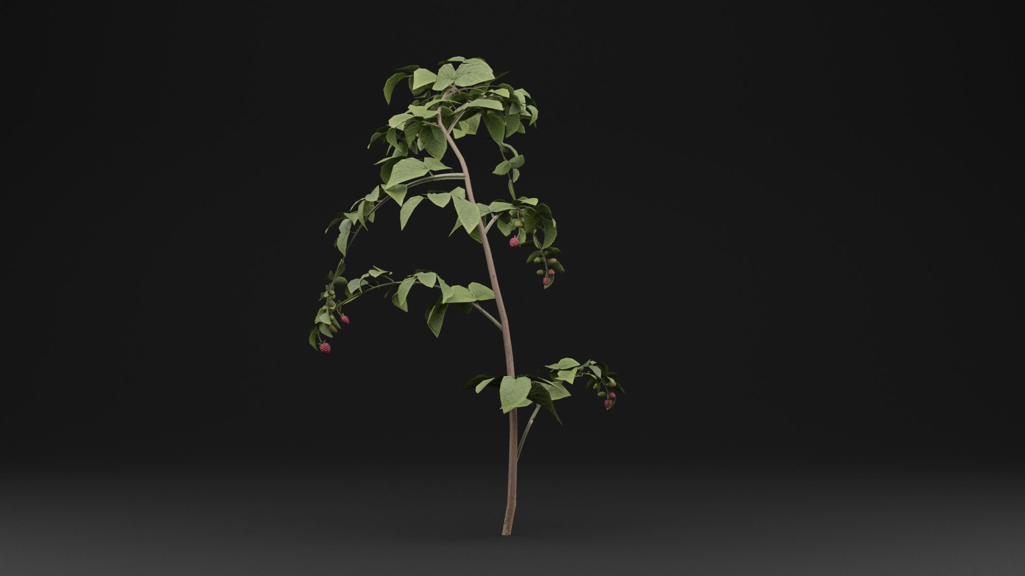 Raspberry Plant - 3D Model by Green Lander