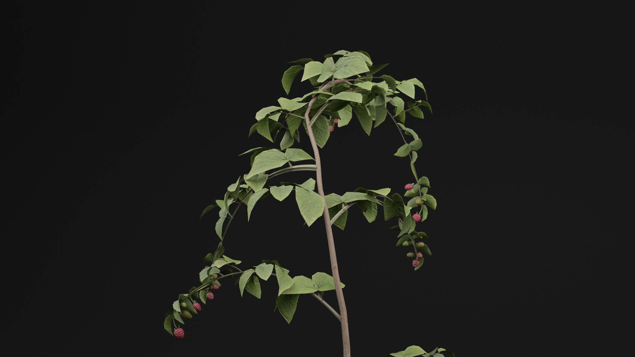 Raspberry Plant - 3D Model by Green Lander