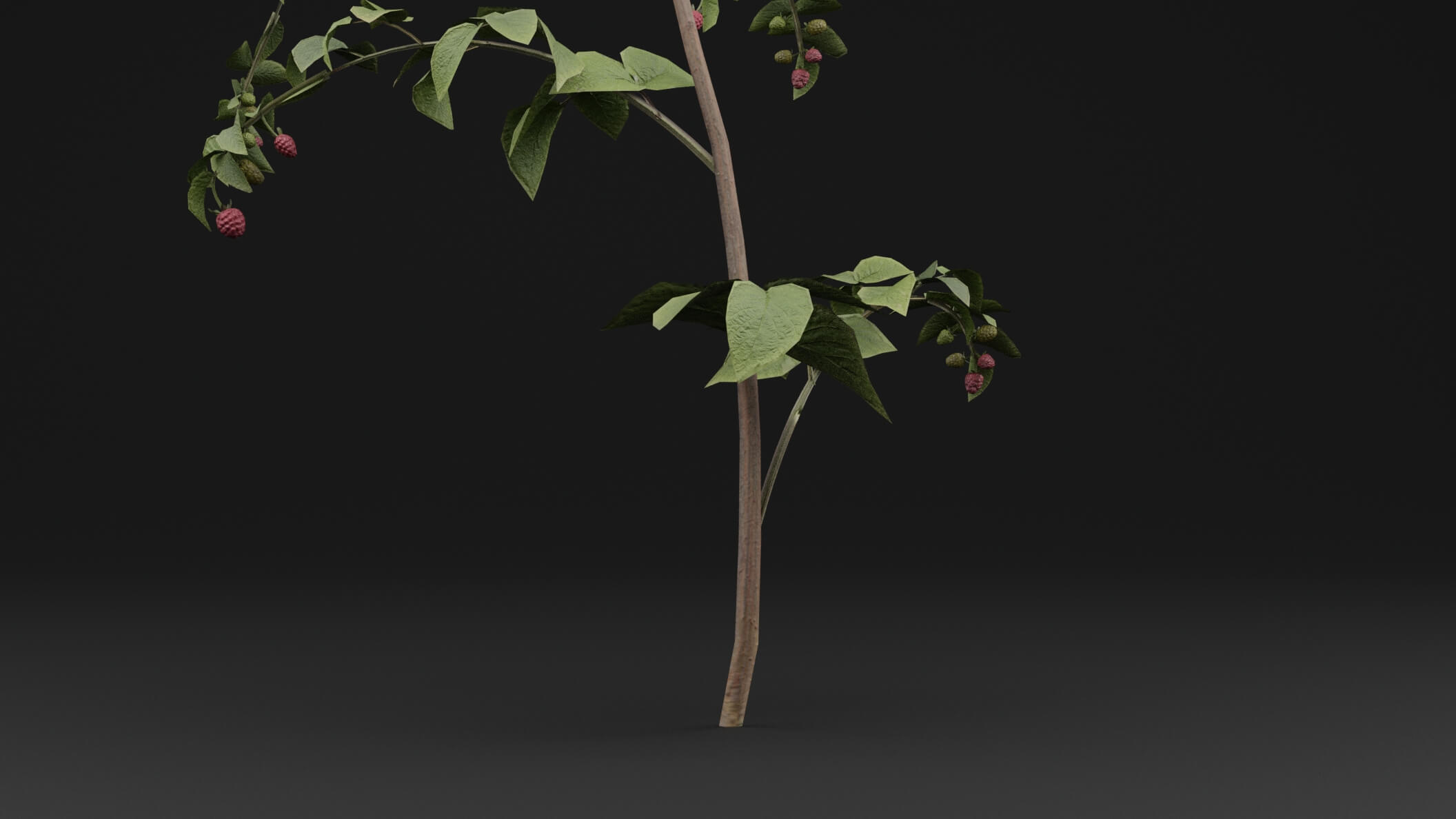 Raspberry Plant - 3D Model by Green Lander