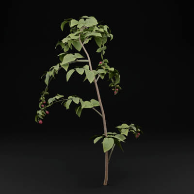 Raspberry Plant - 3D Model by Green Lander