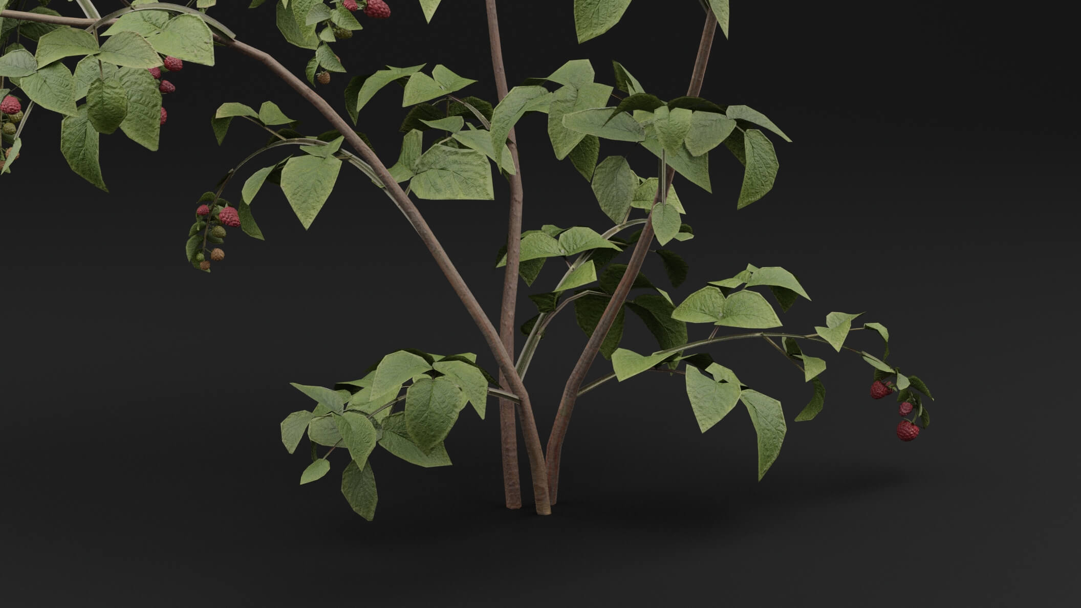 Raspberry Plant - 3D Model by Green Lander