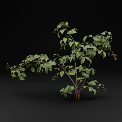 Raspberry Plant - 3D Model by Green Lander