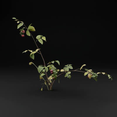 Raspberry Plant - 3D Model by Green Lander