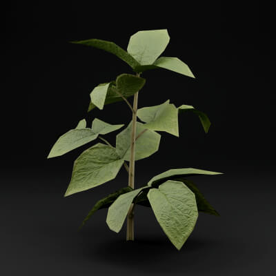 Raspberry Plant - 3D Model by Green Lander