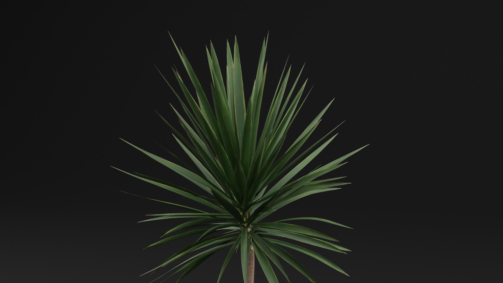 Realistic Garden Plant - 3D Model by Green Lander