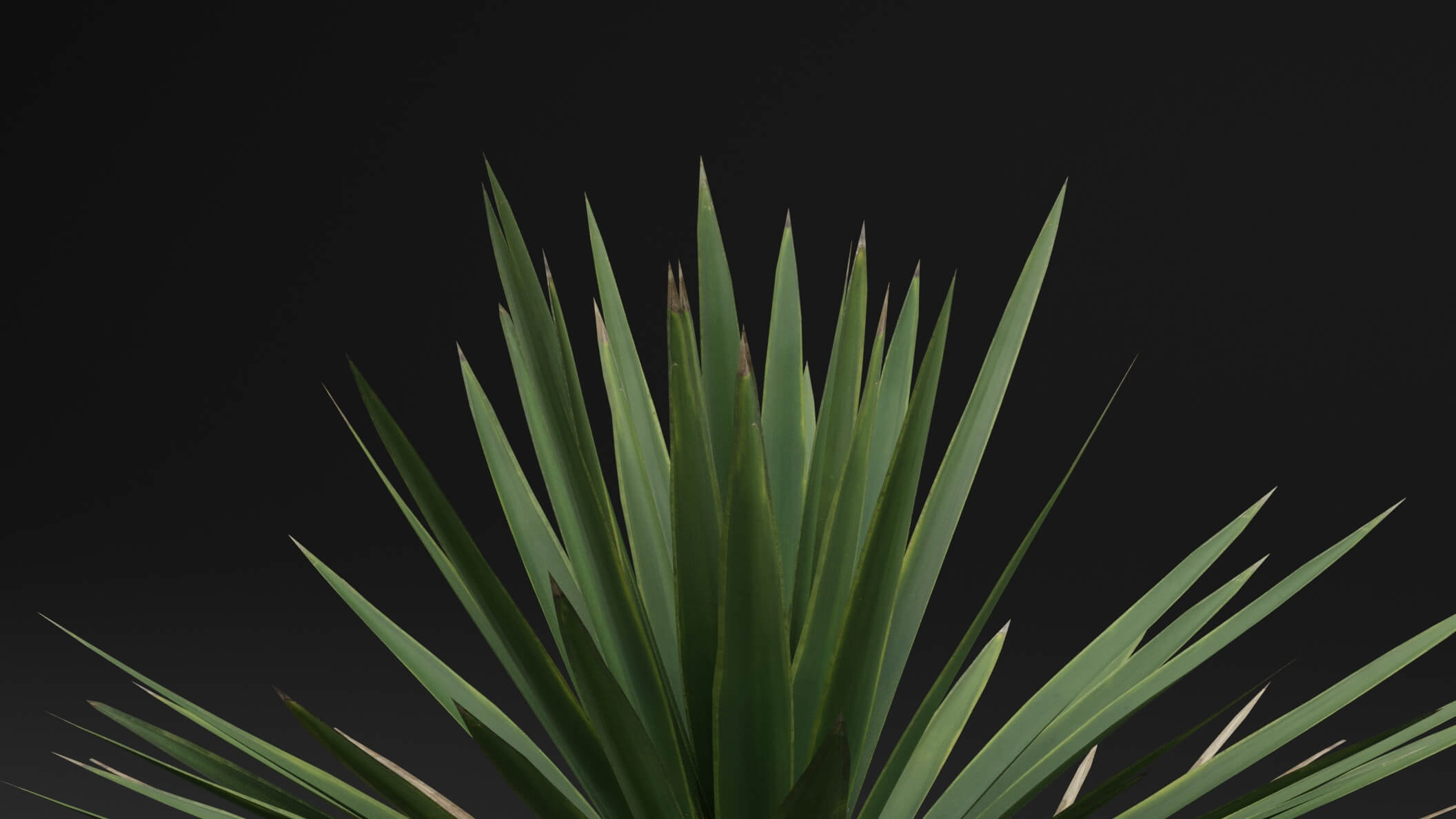 Realistic Garden Plant - 3D Model by Green Lander