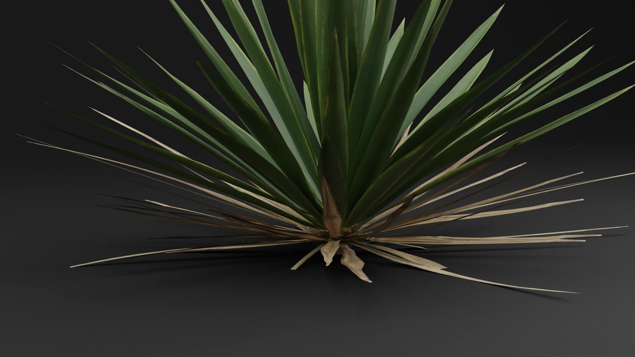 Realistic Garden Plant - 3D Model by Green Lander