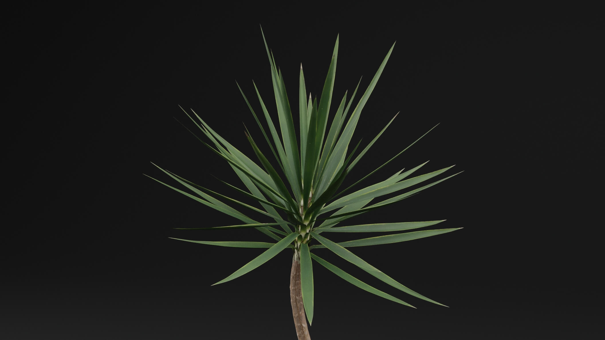 Realistic Garden Plant - 3D Model by Green Lander