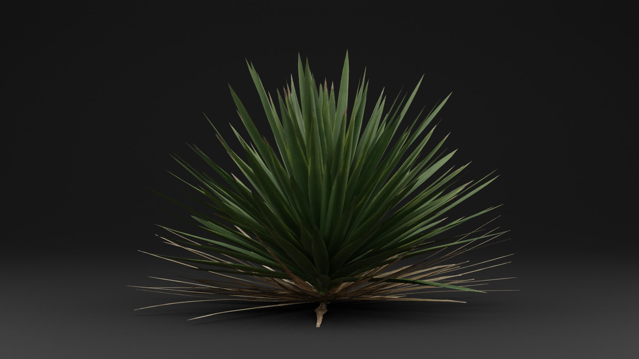 Realistic Garden Plant - 3D Model by Green Lander
