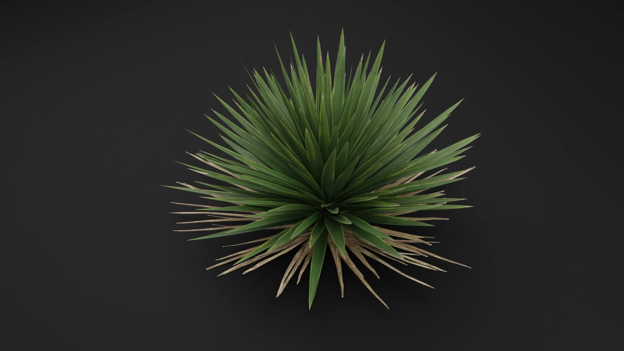 Realistic Garden Plant - 3D Model by Green Lander
