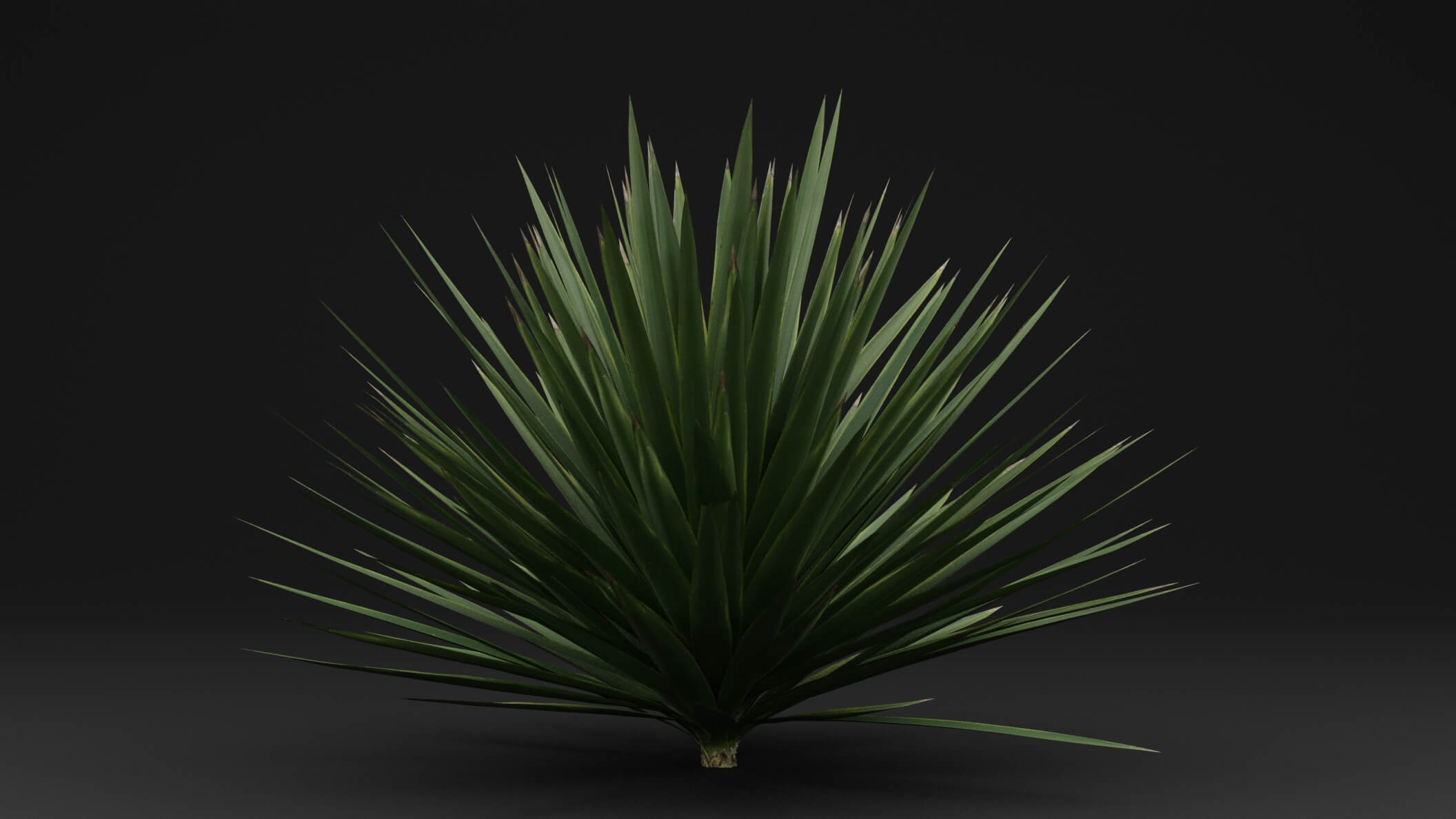 Realistic Garden Plant - 3D Model by Green Lander