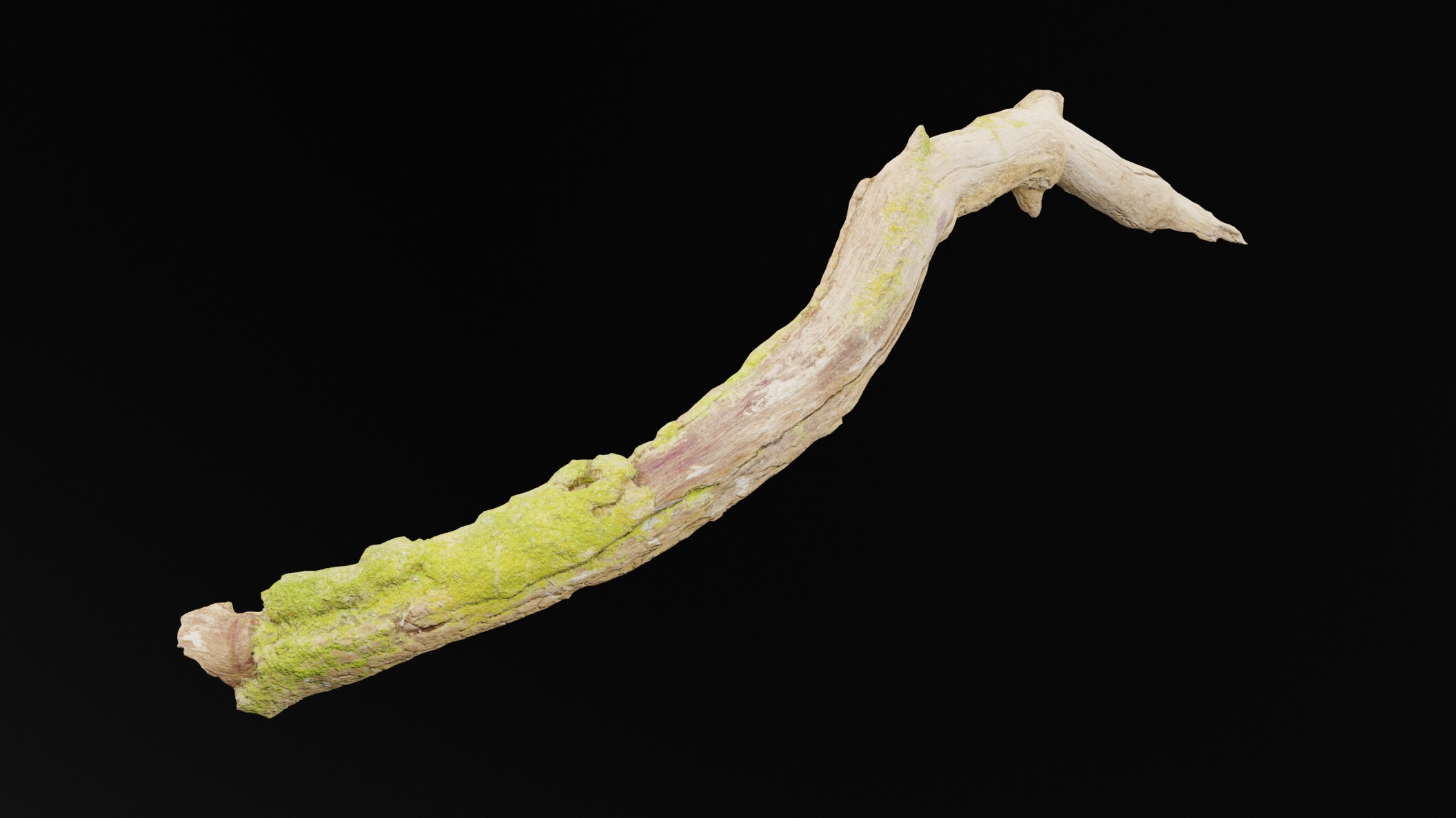 Realistic Tree Branch - 3D Model by Green Lander